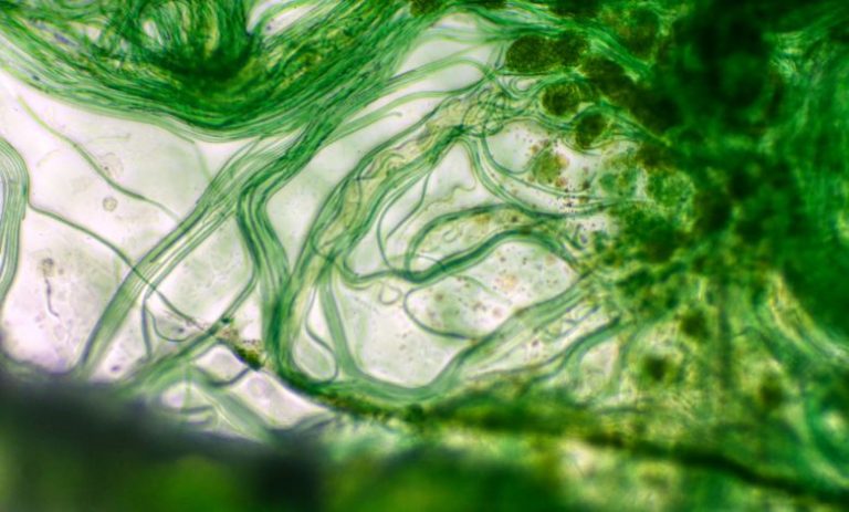 Las microalgas como herramienta de Biocontrol en agricultura.